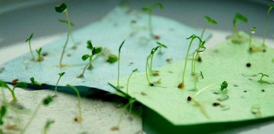 Nature Canada 6 Steps To Making Your Own Seed Paper