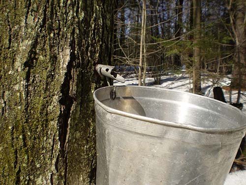 Connect with Nature: Where Does Maple Syrup Come From? - Nature Canada