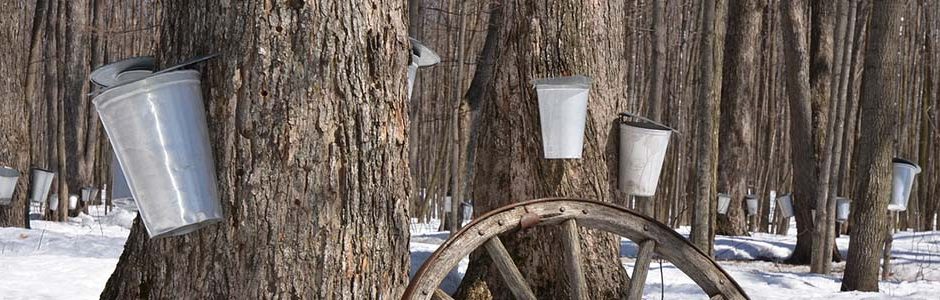 Nature Canada – Connect with Nature: Where Does Maple Syrup Come From?