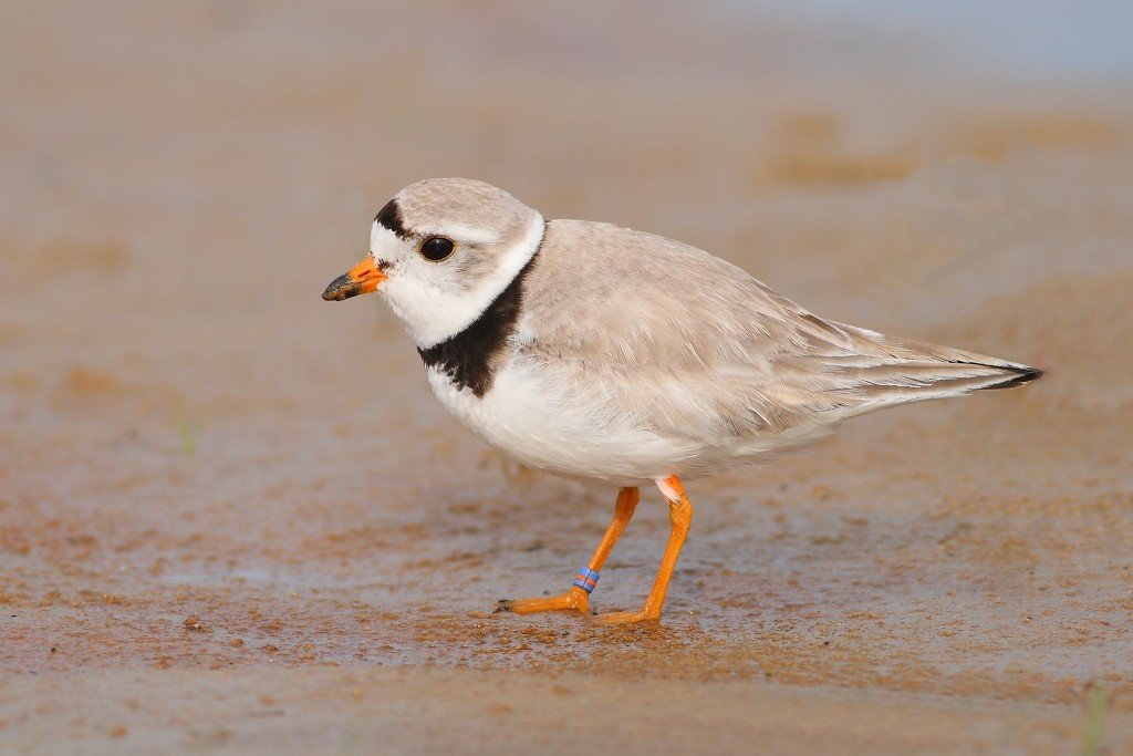 Taking Strides to Protect Habitat for the Piping Plover - Nature Canada