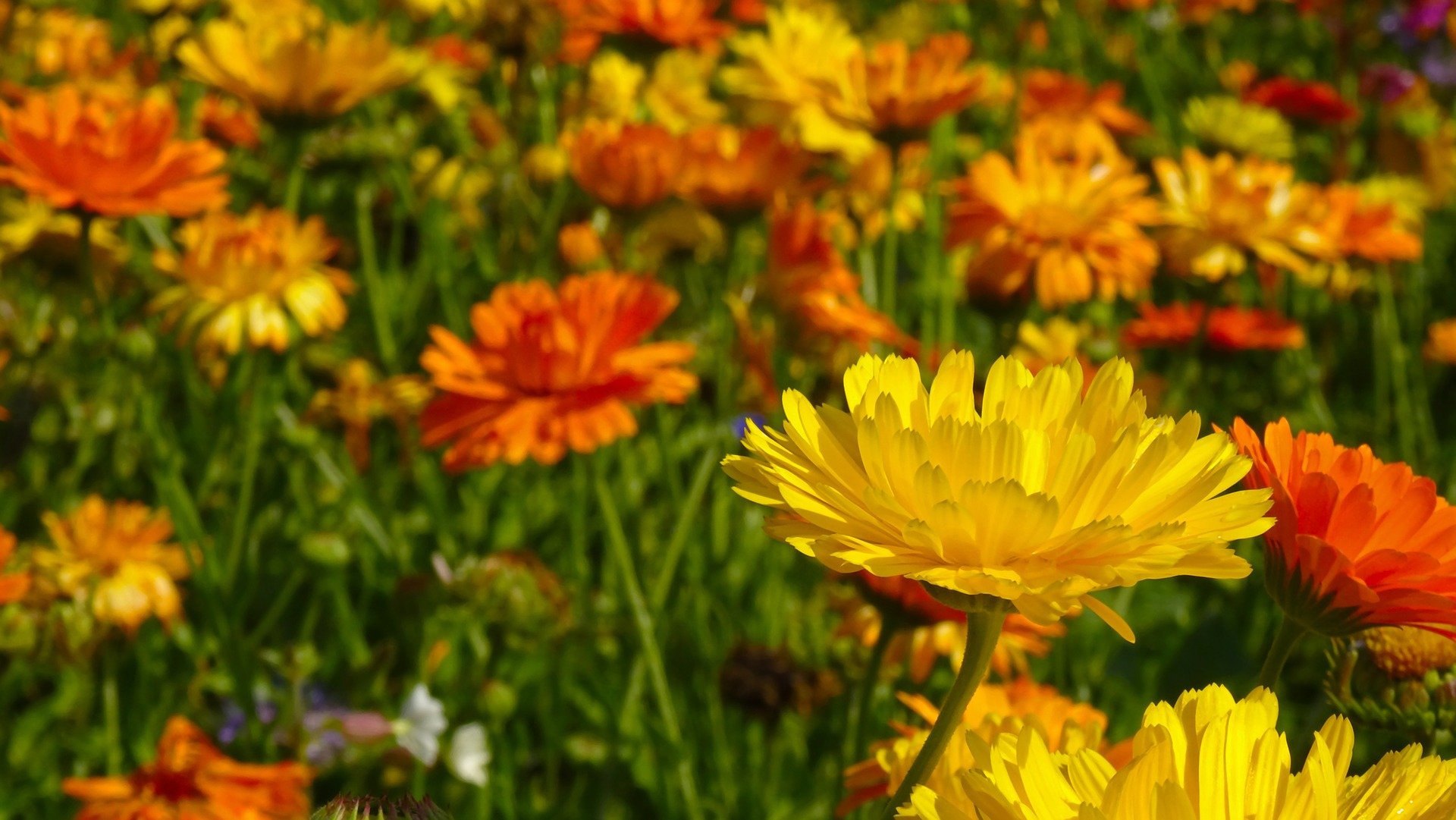 Connect With Nature: Start Planning Your Spring Garden - Nature Canada