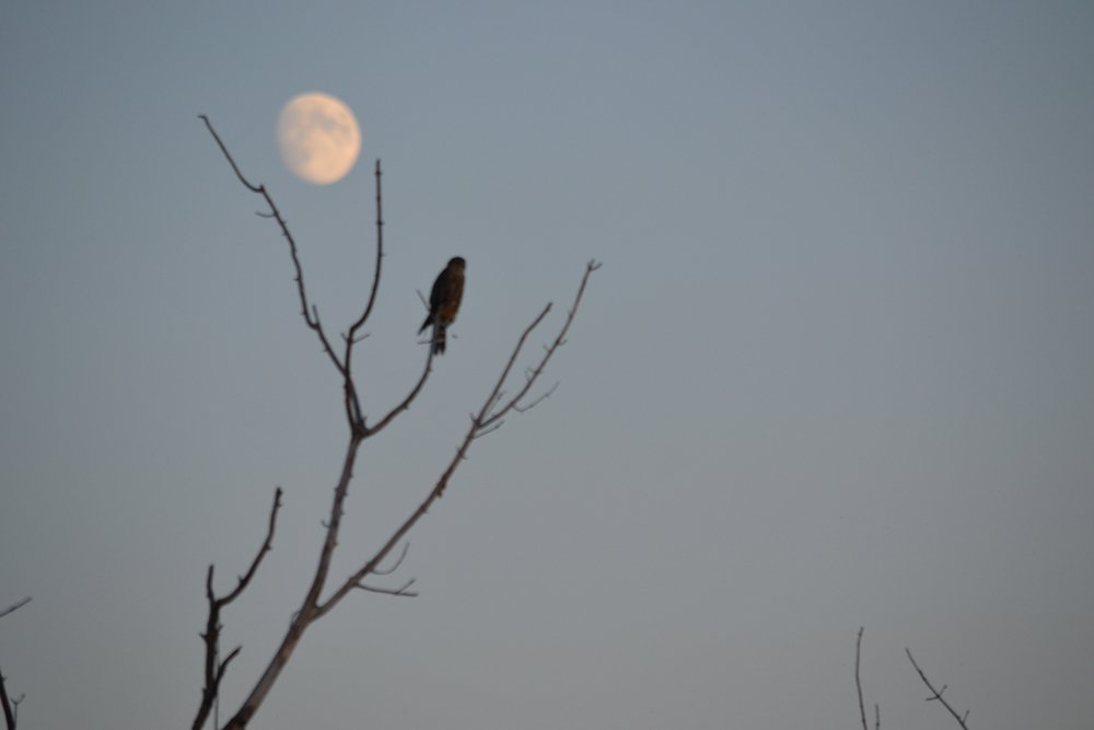 A chance encounter leads to a guided tour of a Manitoba Important Bird ...