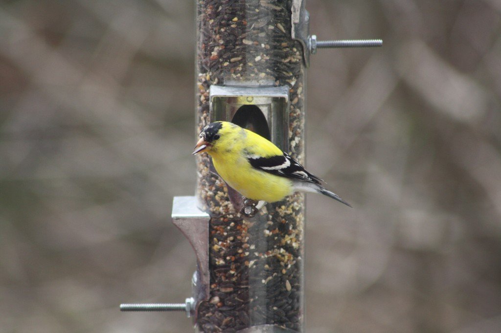 Bird Tweet of the Week: American Goldfinch - Nature Canada