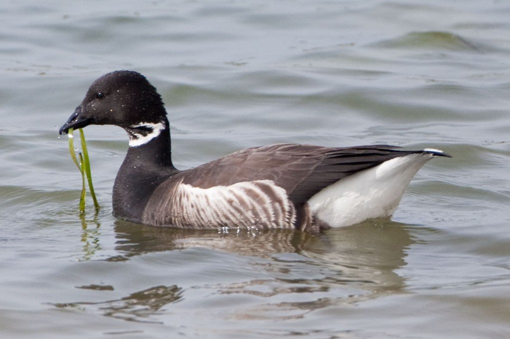 Bird Tweet of the Week: Brant - Nature Canada