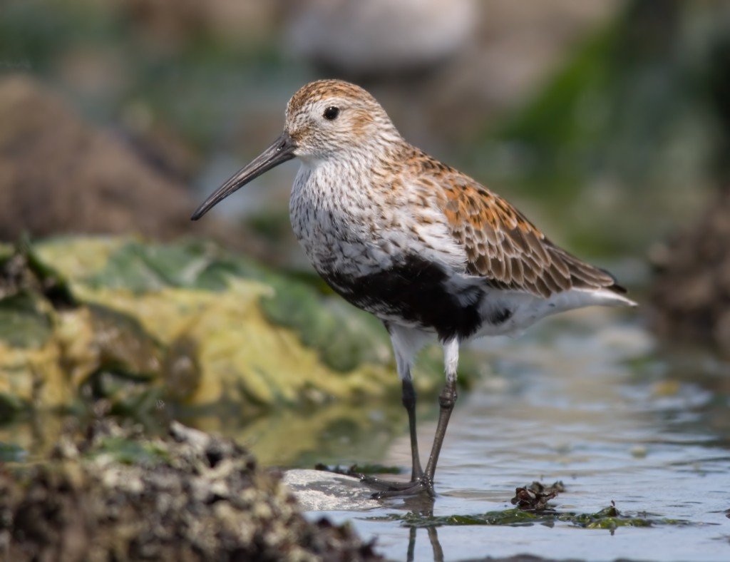 Bird Tweet of the Week: Dunlin - Nature Canada
