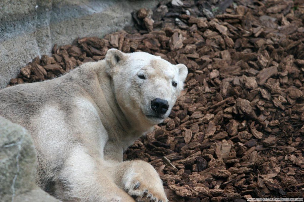 "Saddest Animal in the World" Arturo Update - Nature Canada