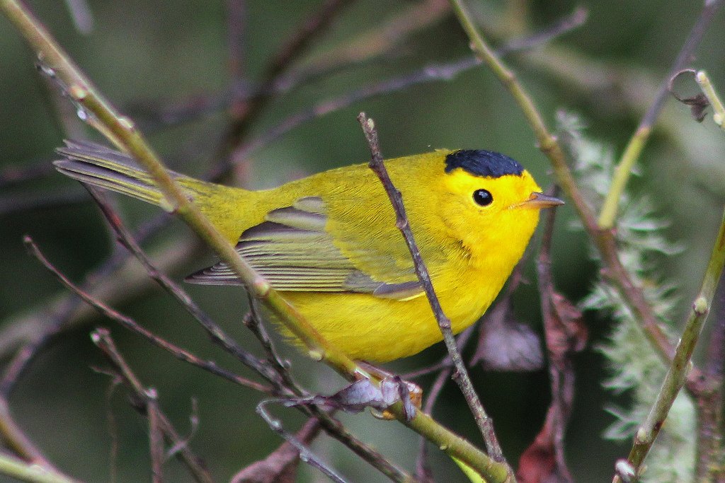 Bird Tweet of the Week: Wilson's Warbler - Nature Canada