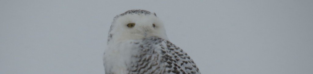 How Animals Make it Through the Winter - Nature Canada