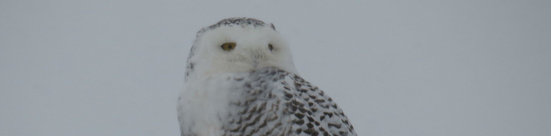How Animals Make it Through the Winter - Nature Canada