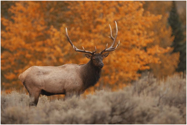 North American Elk, Wapiti - Nature Canada