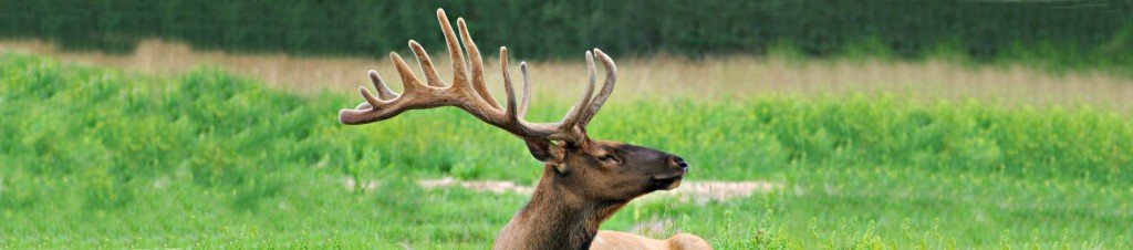 Cerf du Canada - Nature Canada