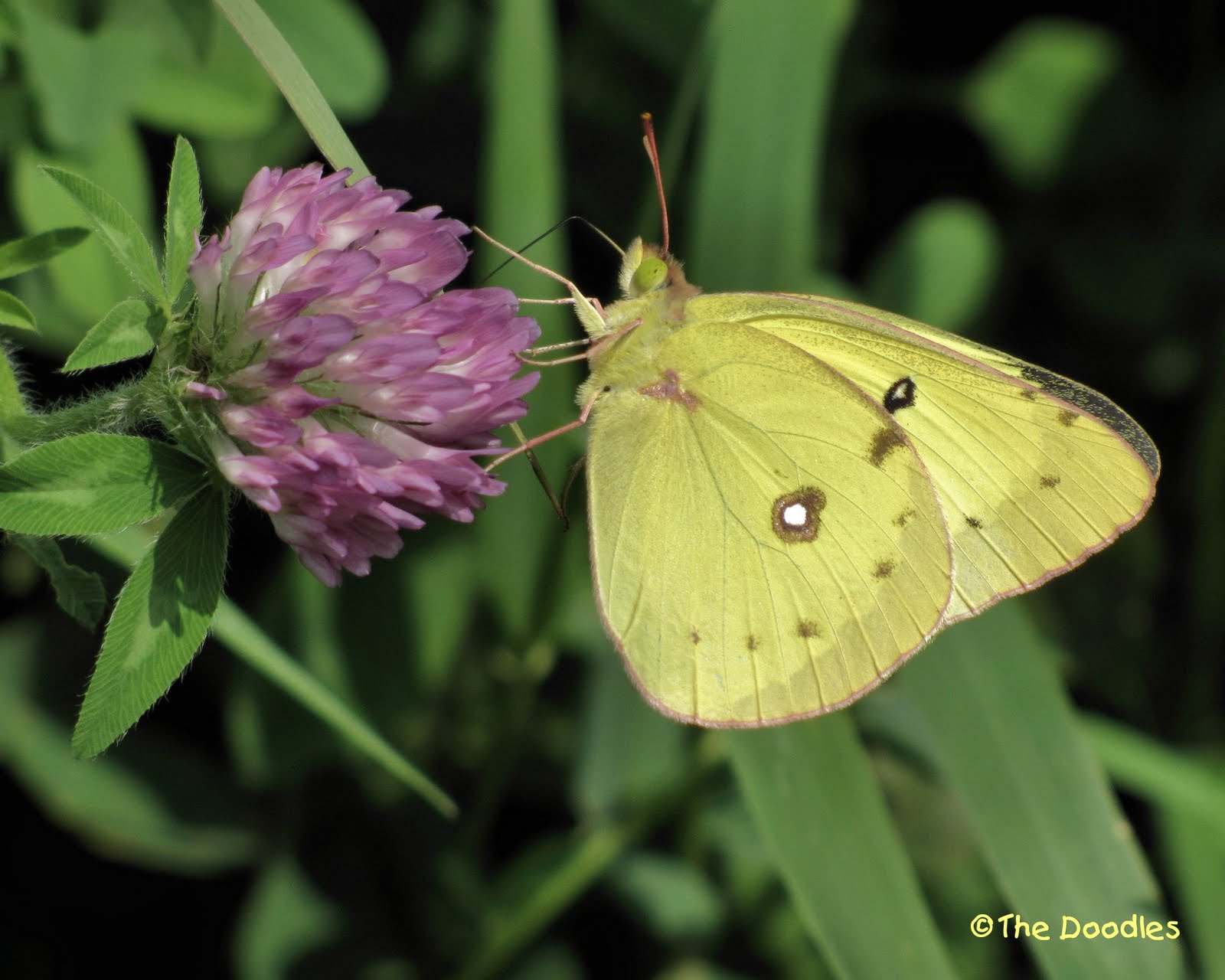 What's a Clouded Sulphur You Ask? - Nature Canada