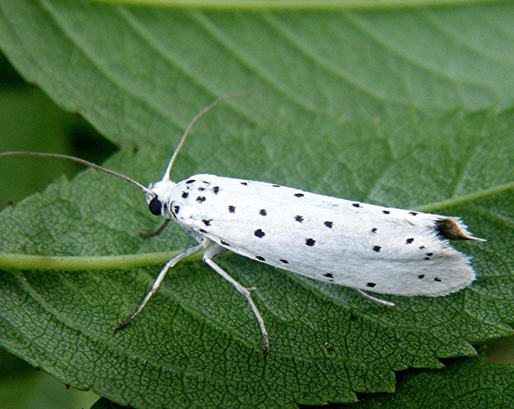 Monarchs & Nighthawks – Nature Canada celebrates National Moth Week ...