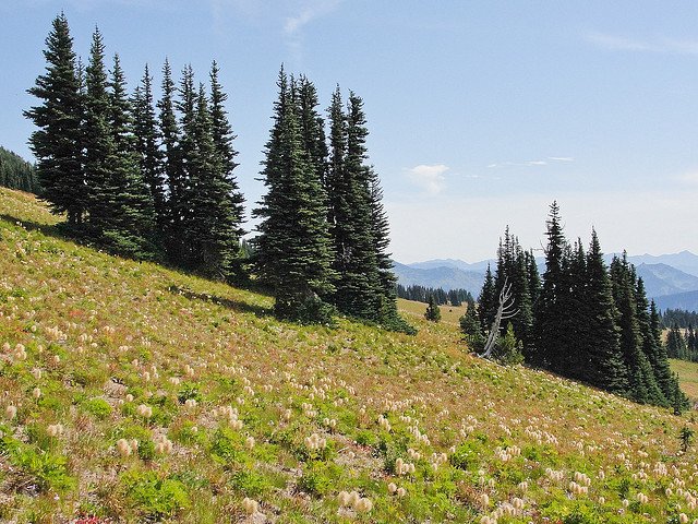 Do you know your province’s official tree? - Nature Canada