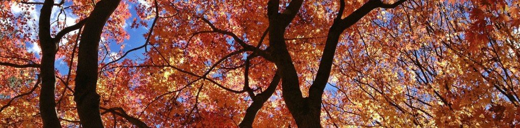 Do you know your province’s official tree? - Nature Canada