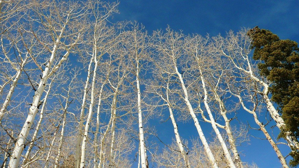 Do you know your province’s official tree? - Nature Canada