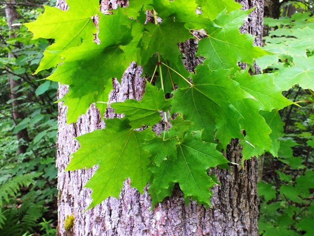 Do you know your province’s official tree? - Nature Canada