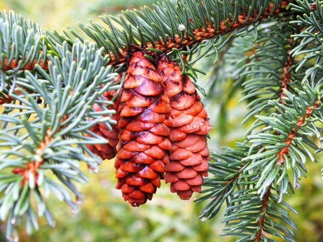 Do you know your province’s official tree? - Nature Canada