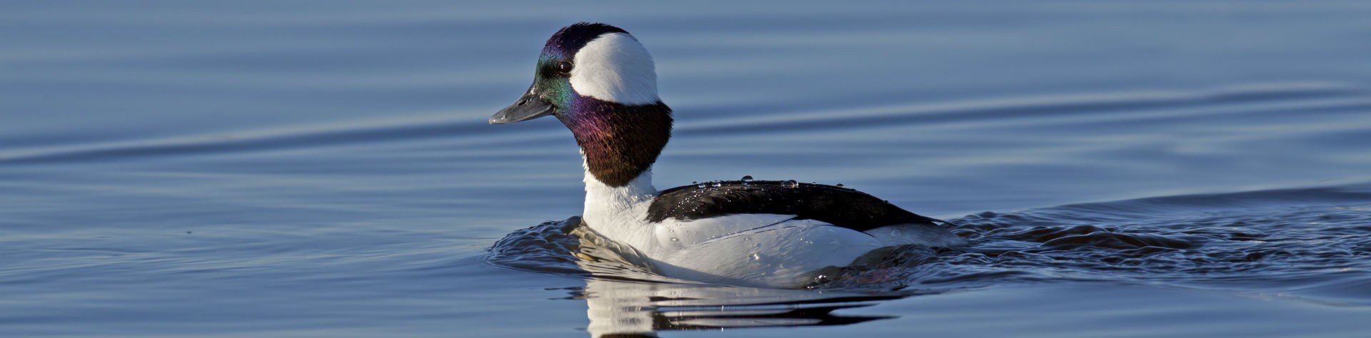 Punctual Duck Returns to Sidney, BC: The Celebration of All Buffleheads ...