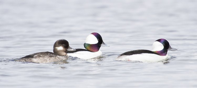 Bird Tweet of the Week: Bufflehead - Nature Canada