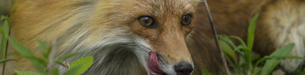 What does the fox say? And do? - Nature Canada