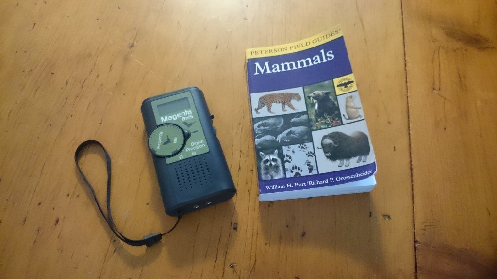 Help us Find At-risk Bats in your NatureHood! - Nature Canada