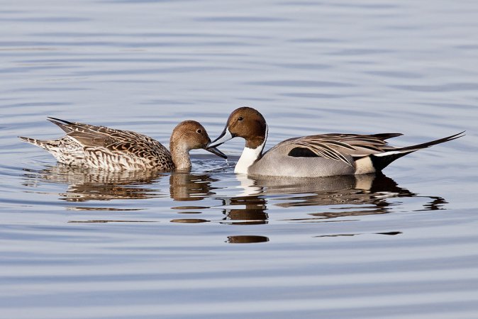 Bird Tweet of the Week: Northern Pintail - Nature Canada