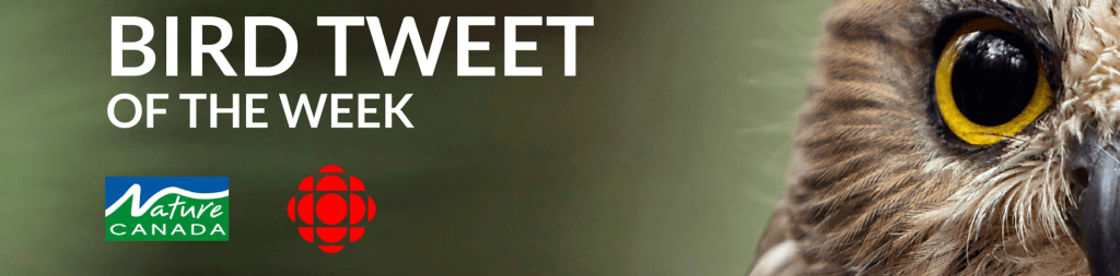 Bird Tweet of the Week: Northern Goshawk - Nature Canada