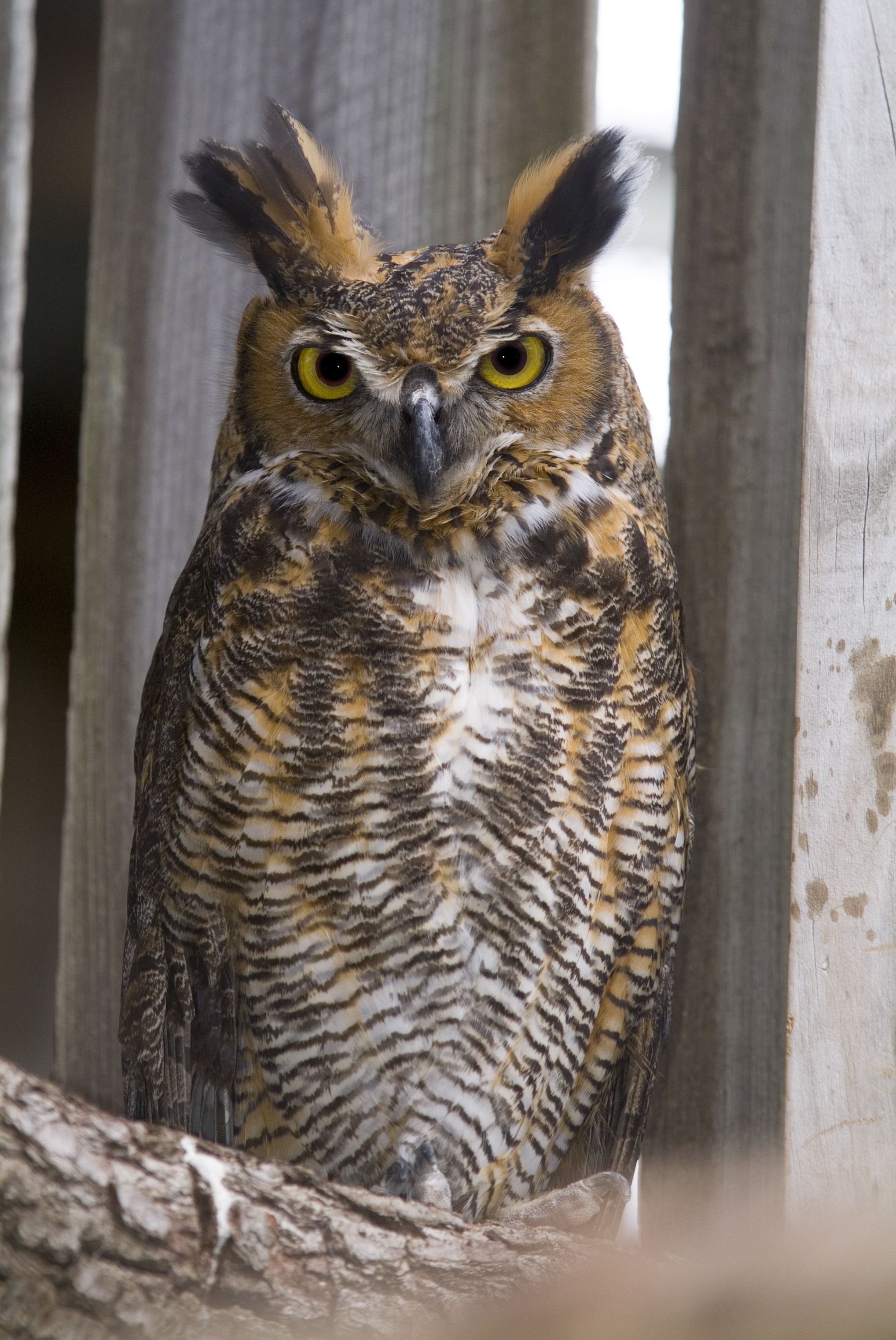 Who’s there? Identifying owl calls - Nature Canada