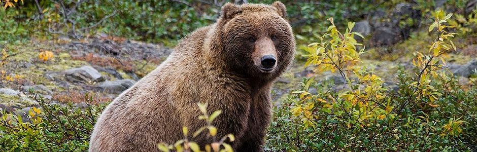 Nature Canada – The Grizzly Bear – A Canadian Icon