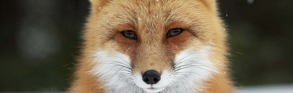 Nature Canada – The Red Fox: Quick, quiet and resourceful