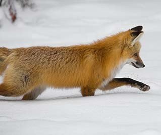 The Red Fox: Quick, quiet and resourceful - Nature Canada