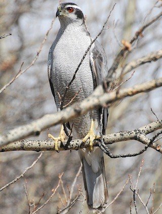 Bird Tweet of the Week: Northern Goshawk - Nature Canada