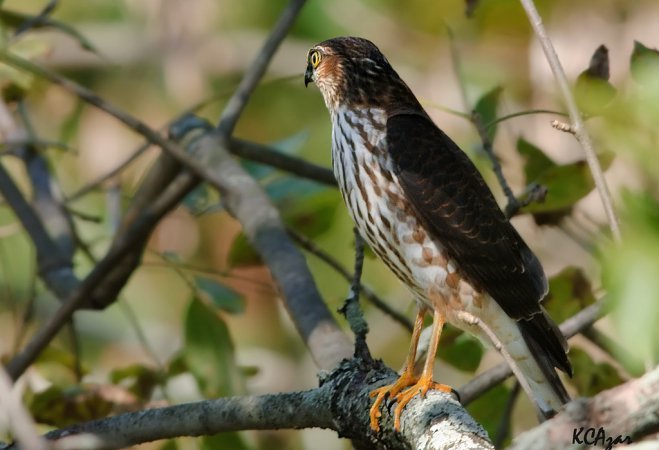 Bird Tweet of the Week: Sharp-shinned Hawk - Nature Canada