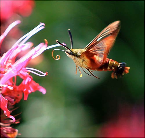 It’s Not a Baby Hummingbird - But What is It? - Nature Canada
