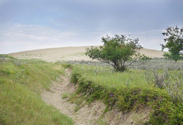 Why are there sand dunes in the middle of Saskatchewan? - Nature Canada
