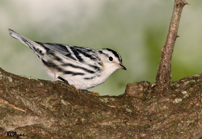 Bird Tweet of the Week: Black and White Warbler - Nature Canada