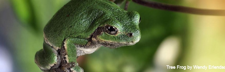 Nature Canada – Navigating Tree Frogs in Your Region