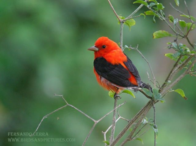 Bird Tweet of the Week: Scarlet Tanager - Nature Canada