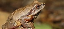 Nature Canada – Navigating Tree Frogs in Your Region