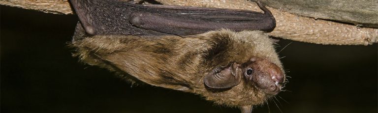 Detecting bats in your NatureHood - Nature Canada