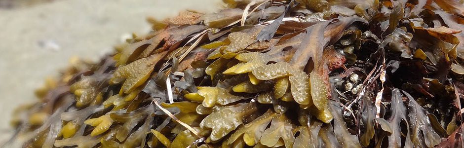 Nature Canada – Pacific Seaweeds – A Guide to Common Seaweeds of the ...
