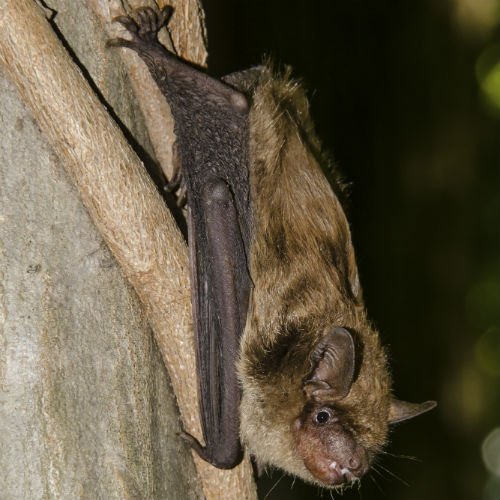 Going batty! Discover 5 Canadian bats - Nature Canada