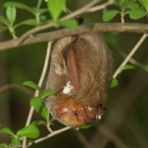Going batty! Discover 5 Canadian bats - Nature Canada