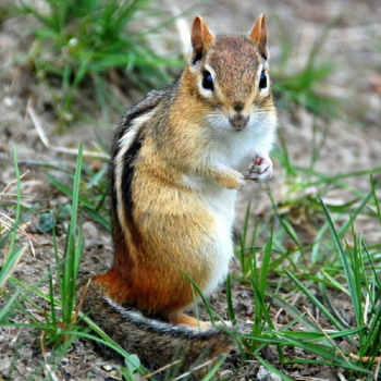 Nuts About Chipmunks? Discover the 5 Canadian Species! - Nature Canada
