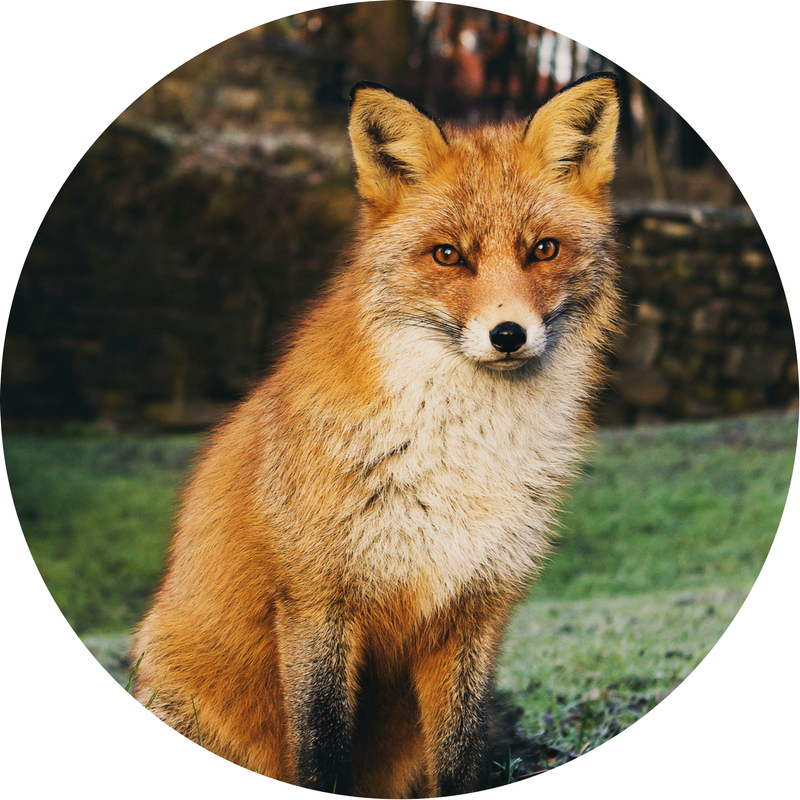 Both cunning and stunning: Discover Canadian foxes! - Nature Canada