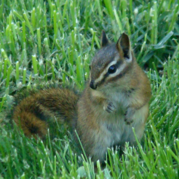 Nuts About Chipmunks? Discover the 5 Canadian Species! - Nature Canada
