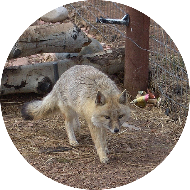 Both cunning and stunning: Discover Canadian foxes! - Nature Canada