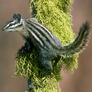 Nuts About Chipmunks? Discover the 5 Canadian Species! - Nature Canada