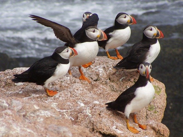 The colourful Atlantic Puffin - Nature Canada